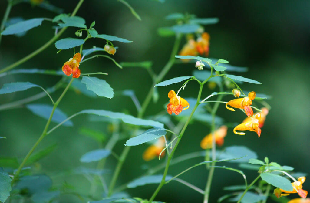Jewelweed: An Annual Wildflower That Attracts Hummingbirds