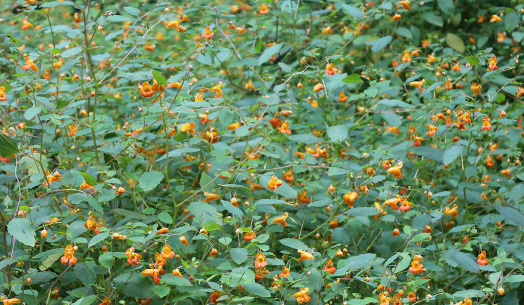 Jewelweed: An Annual Wildflower That Attracts Hummingbirds