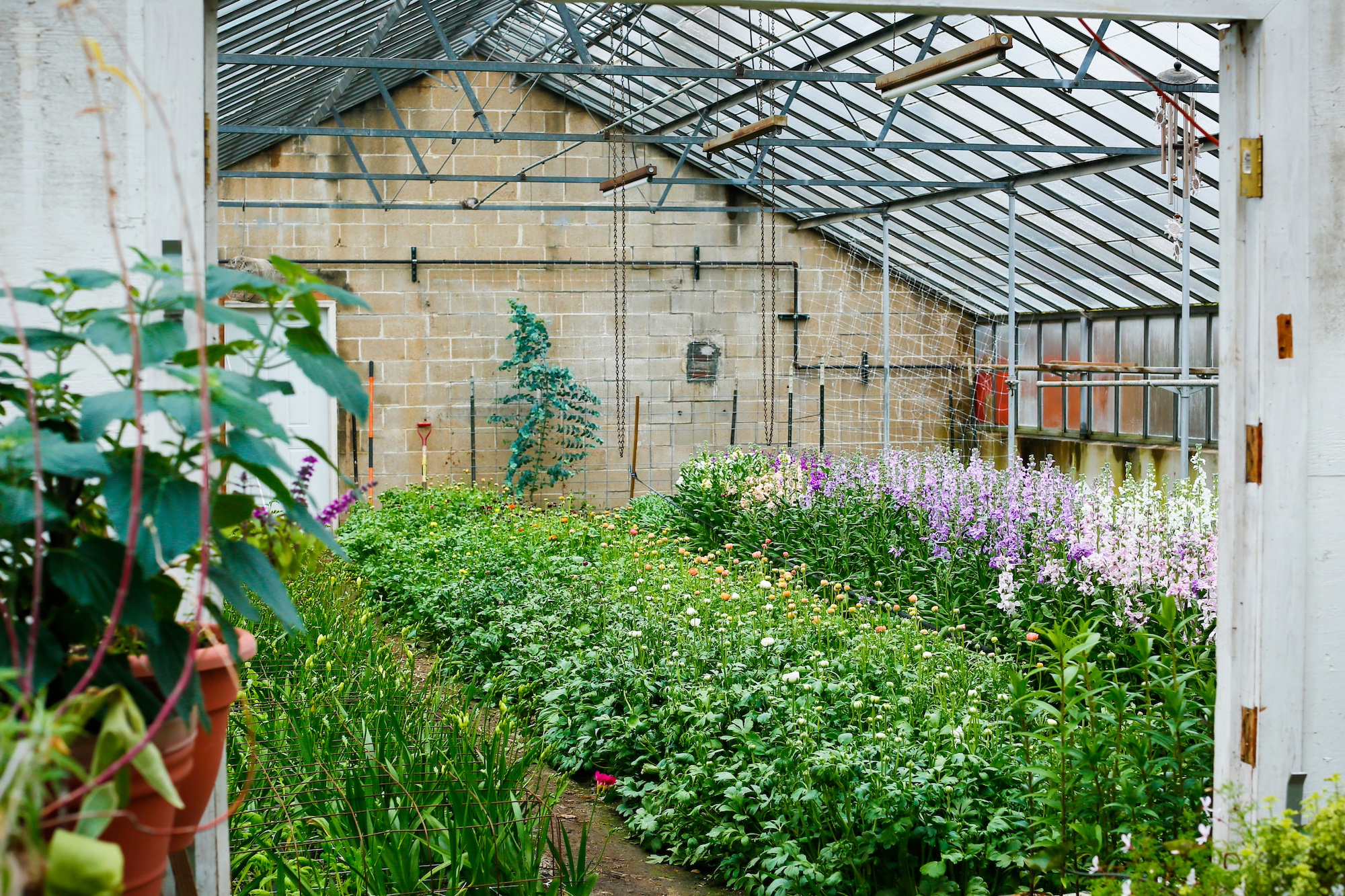 'Black Flora': A New Book by Teresa Speight on Black Trailblazers in ...