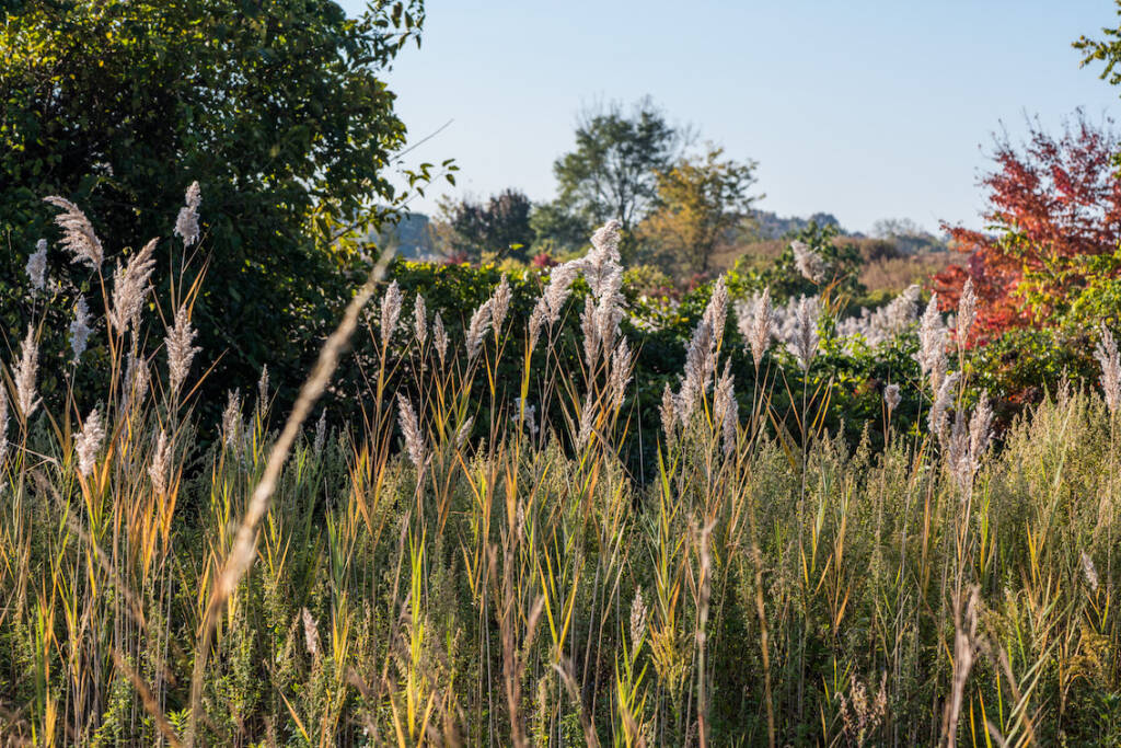 Fresh Kills in Staten Island: A Park Built on a Landfill, Now Teeming ...