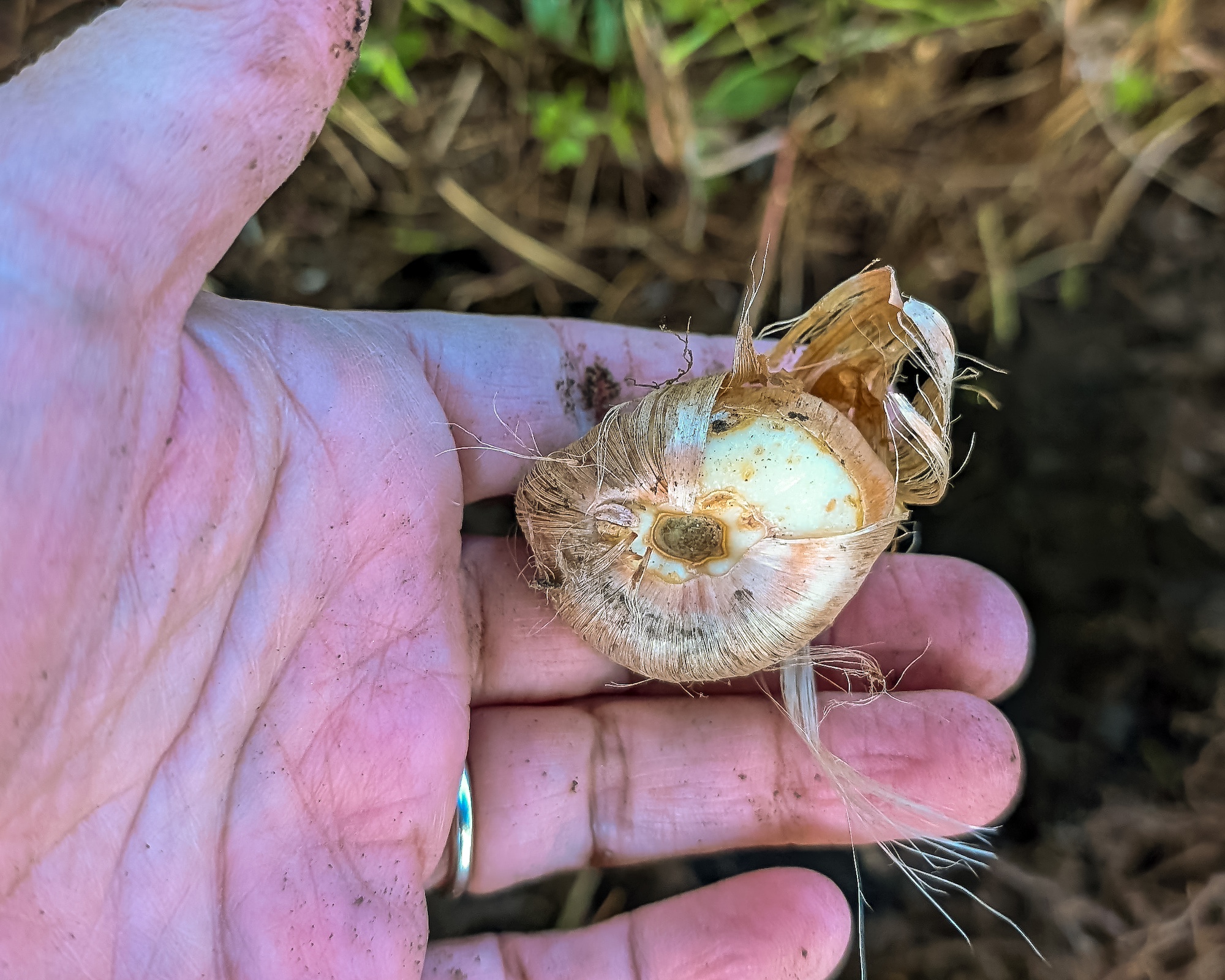 Saffron Crocus: How to Grow the Flower That's Behind the Most Expensive ...