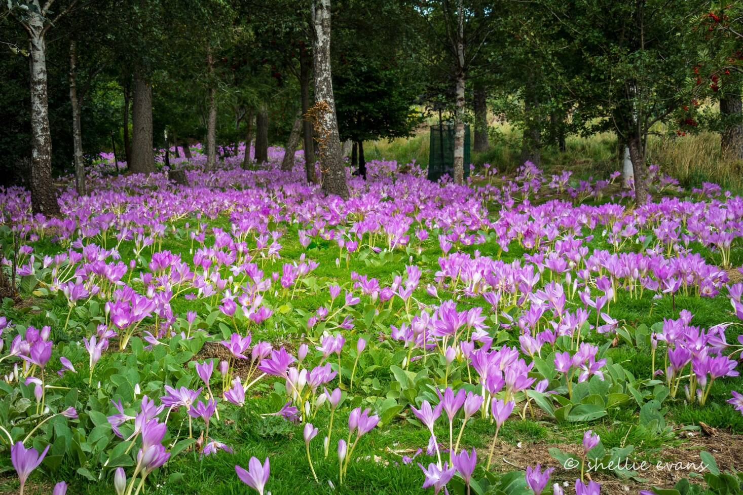 Saffron Crocus: How to Grow the Flower That's Behind the Most Expensive ...
