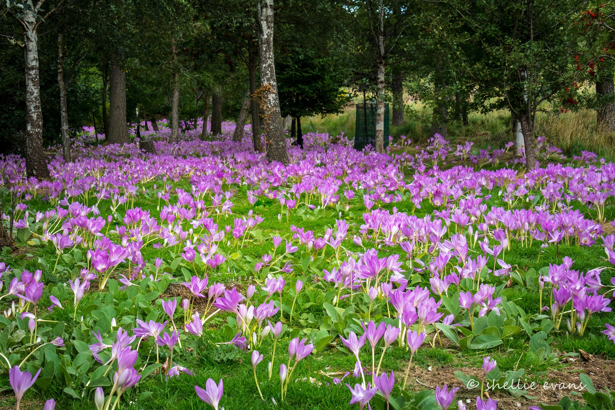 Saffron Crocus: How to Grow the Flower That's Behind the Most Expensive ...