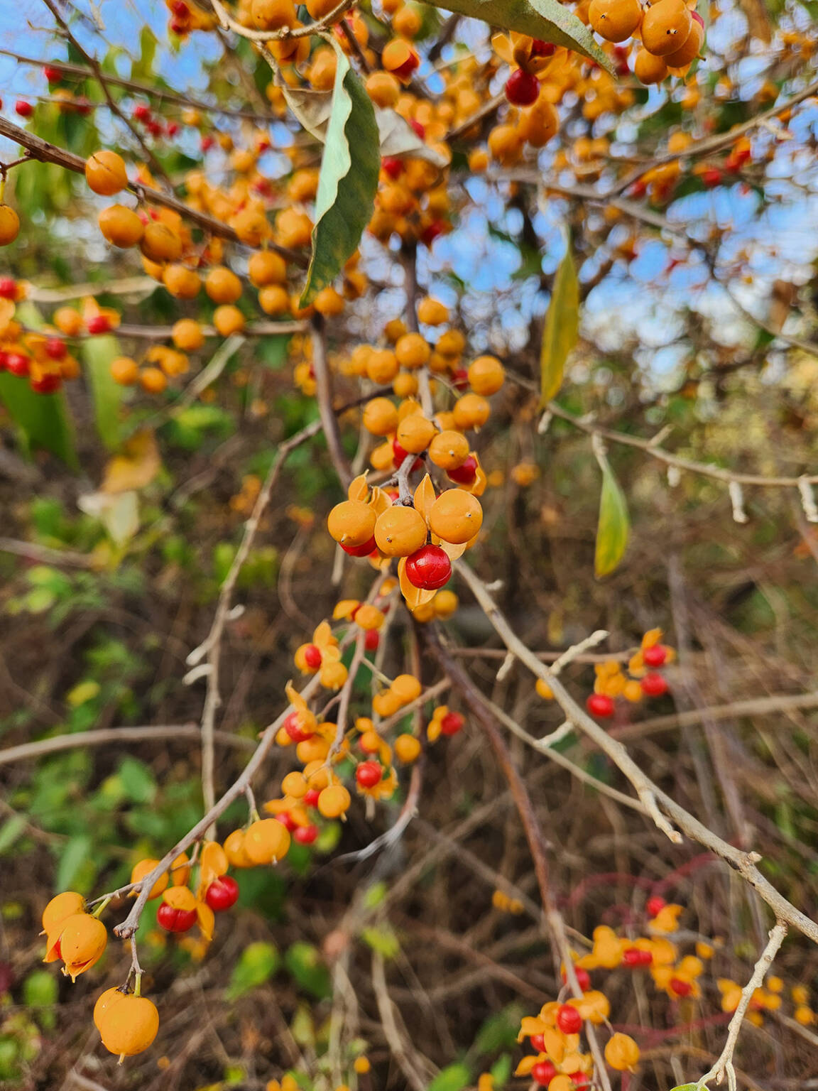 How to Identify Invasive Plants by Their Winter Berries