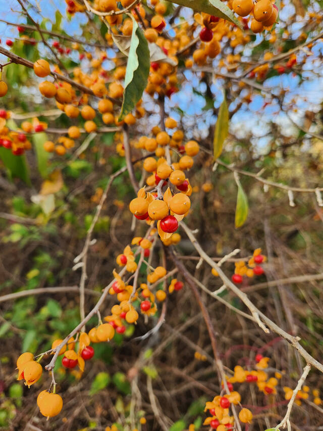 How to Identify Invasive Plants by Their Winter Berries