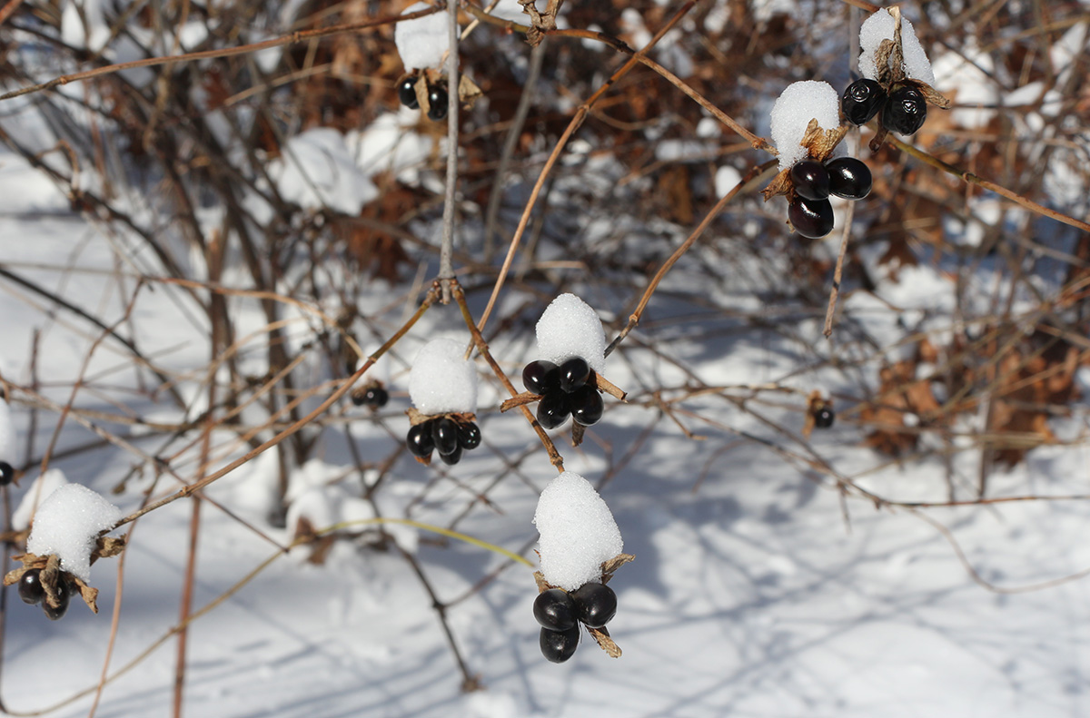 How to Identify Invasive Plants by Their Winter Berries