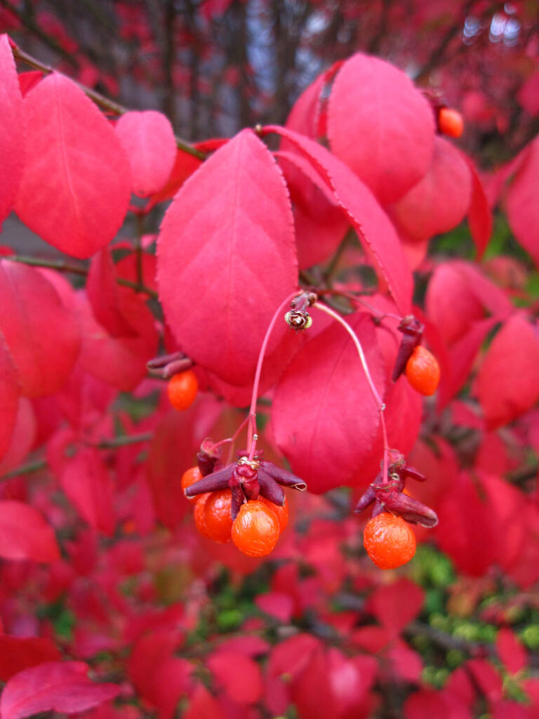 How to Identify Invasive Plants by Their Winter Berries