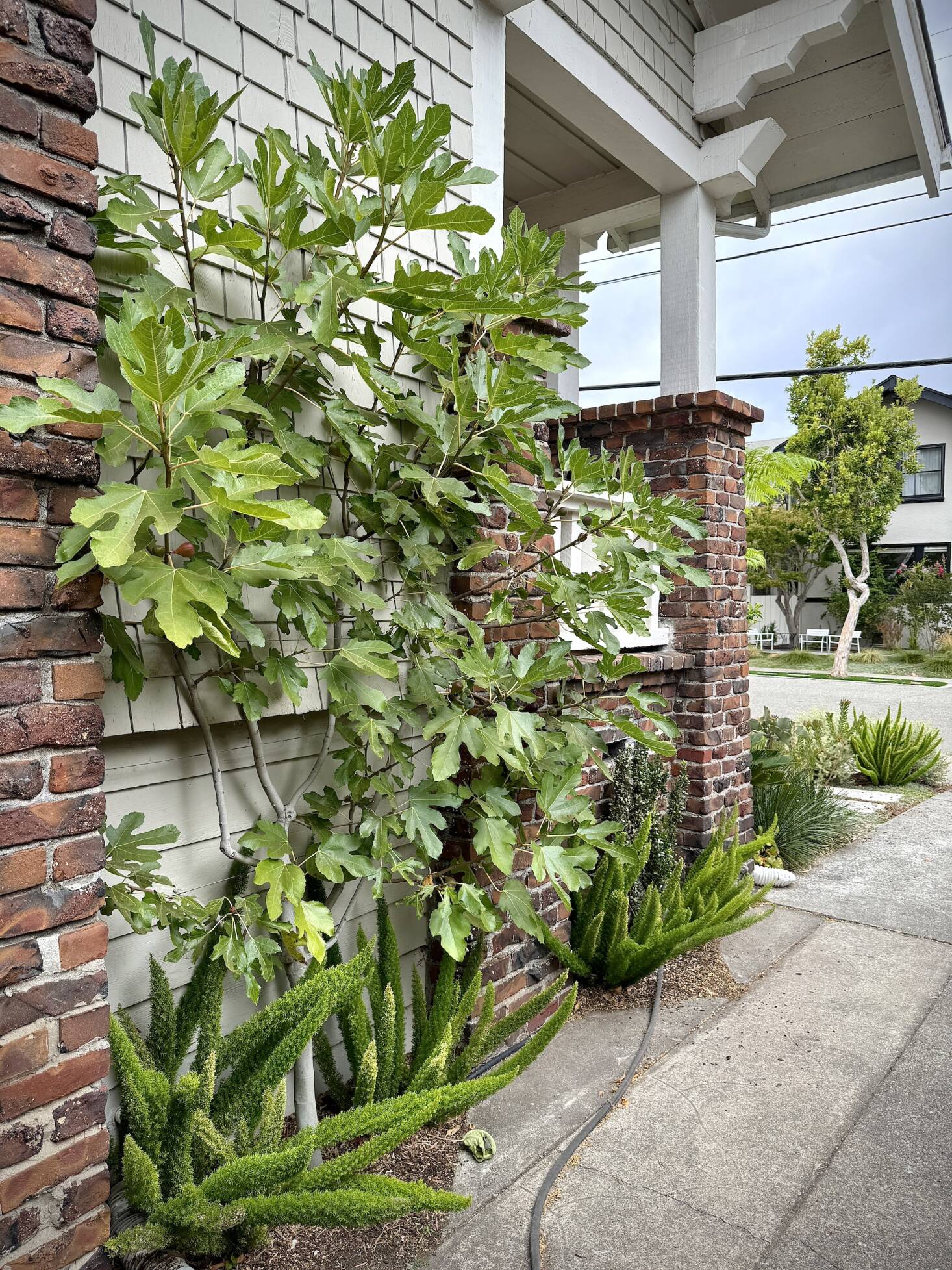 Front Yard Edible Garden: Pine House Edible Gardens' Inspiring Design ...