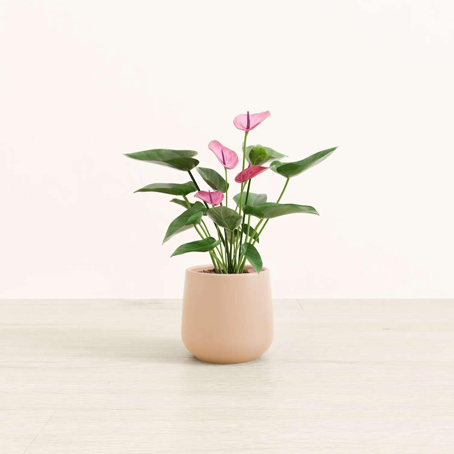 The Best Heart-Shaped Plants to Give for Valentine's Day