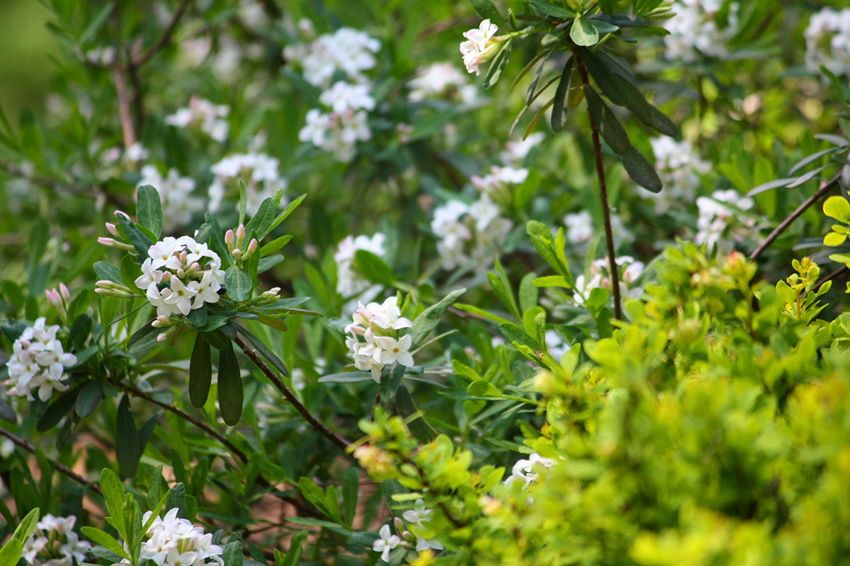Best Shrubs With White Flowers to Grow in Your Garden