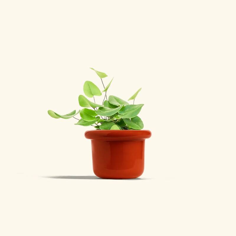 The Best Heart-Shaped Plants to Give for Valentine's Day