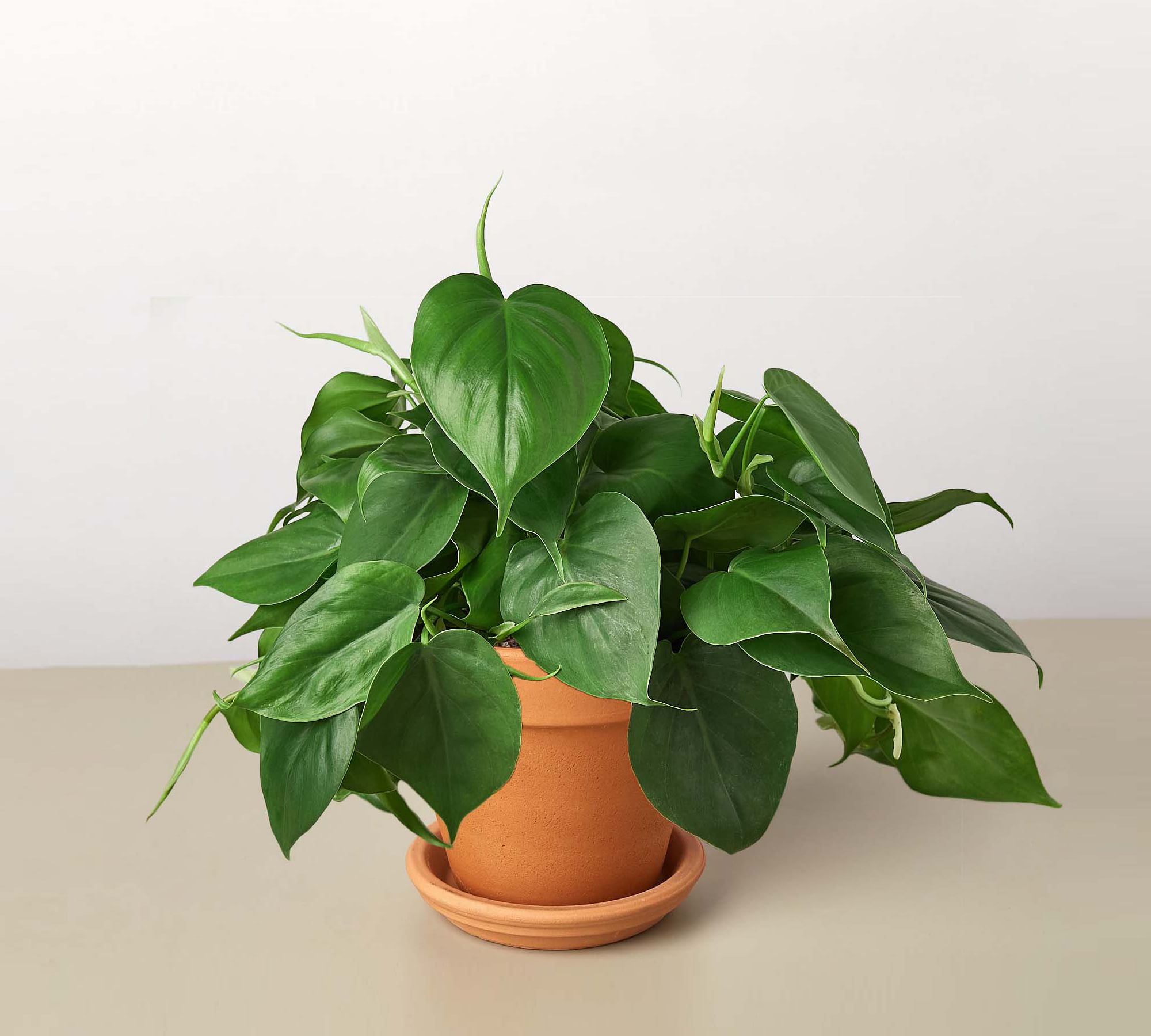 The Best Heart-Shaped Plants to Give for Valentine's Day