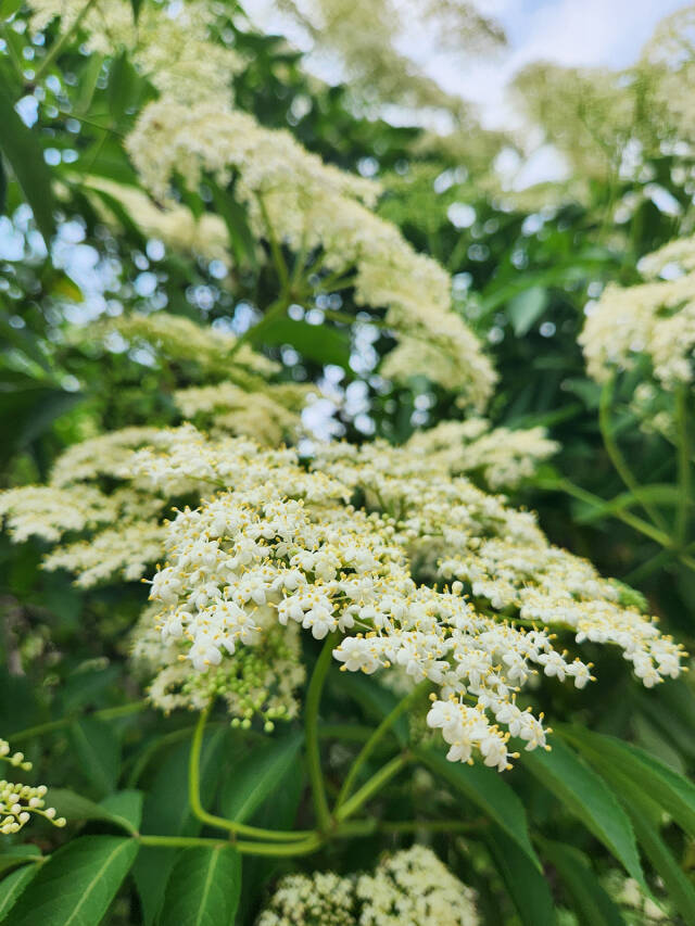 Applying Prospect and Refuge Theory to Garden Design