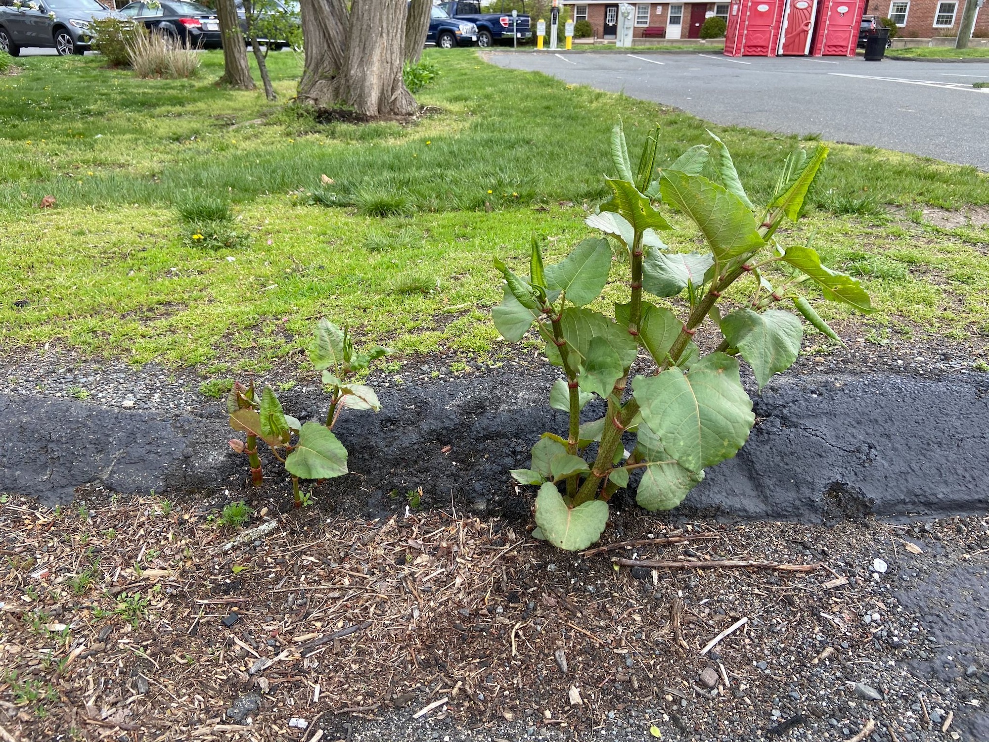 All About Invasives: How to Identify Them and What to Do to Help Curb ...