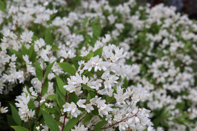 Best Shrubs With White Flowers to Grow in Your Garden