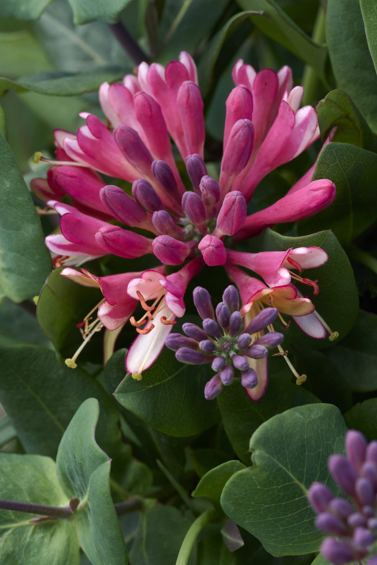 The Best Plants to Attract Hummingbirds to Your Garden