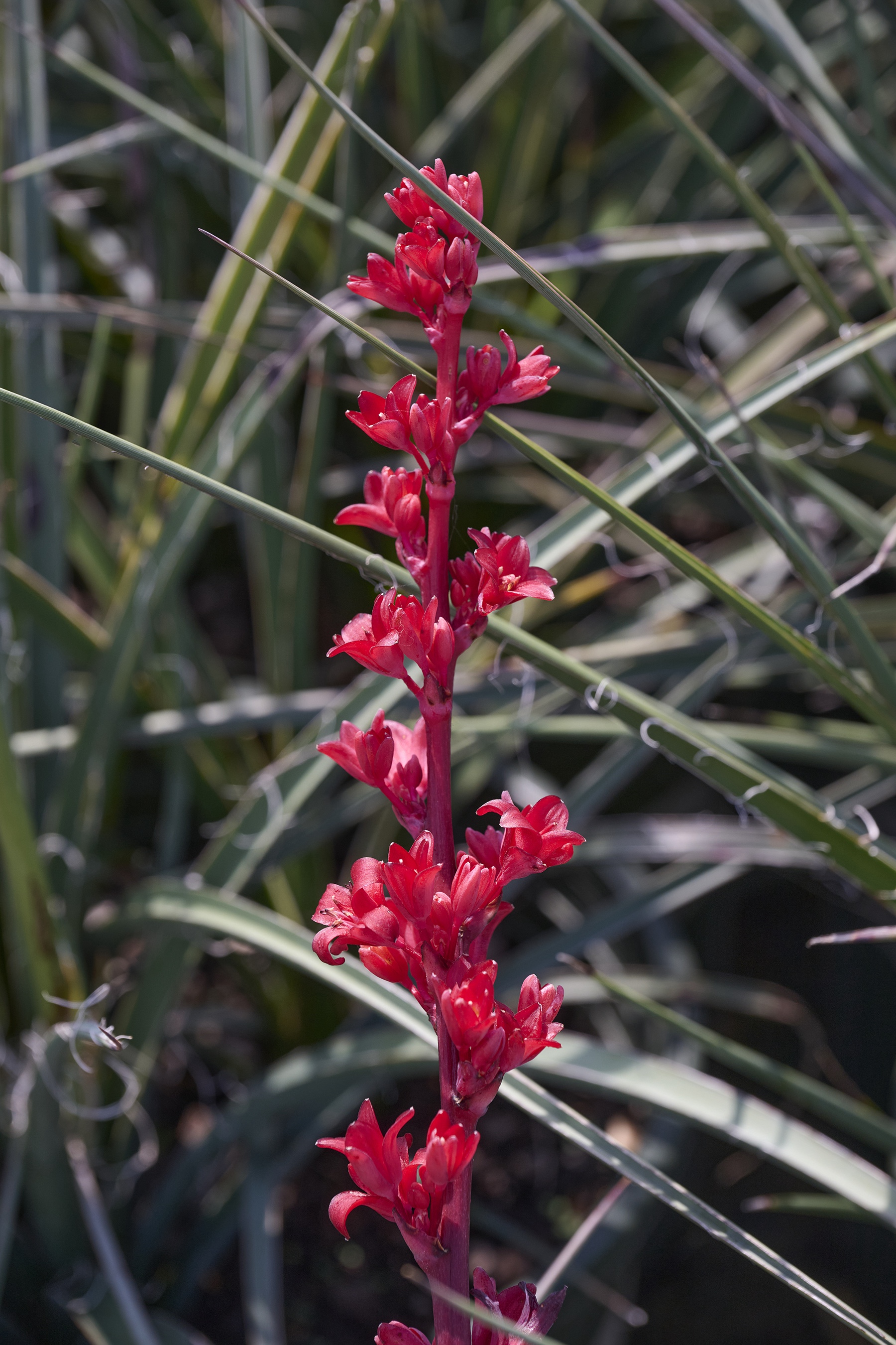 The Best Plants to Attract Hummingbirds to Your Garden