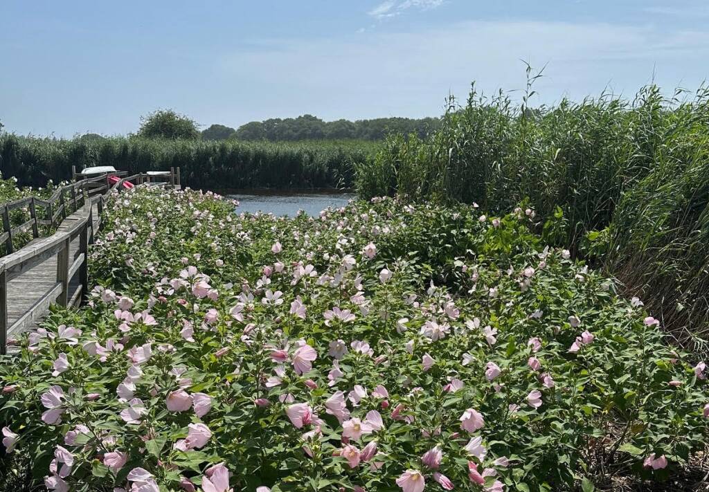 All About Invasives: How to Identify Them and What to Do to Help Curb ...