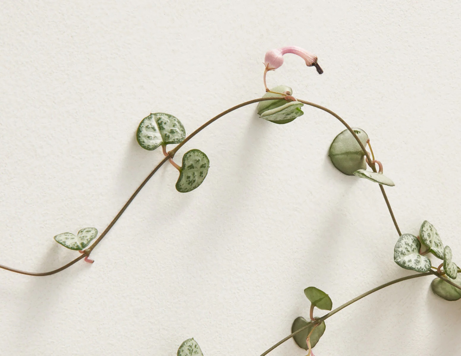 The Best Heart-Shaped Plants to Give for Valentine's Day