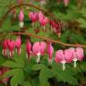 The Best Heart-Shaped Plants to Give for Valentine's Day