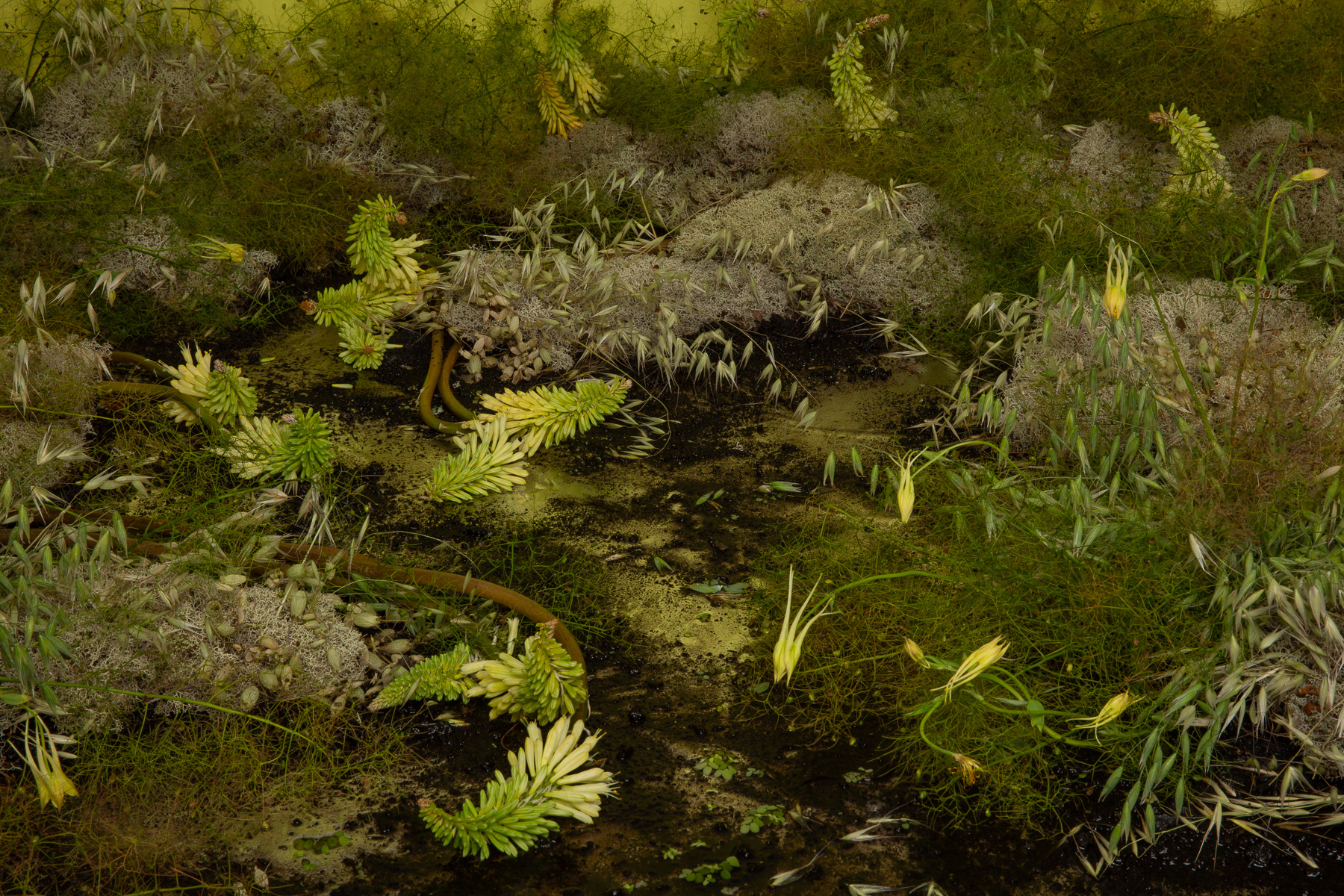 'Emily Thompson Flower': The Floral Designer's New Book Captures Her ...