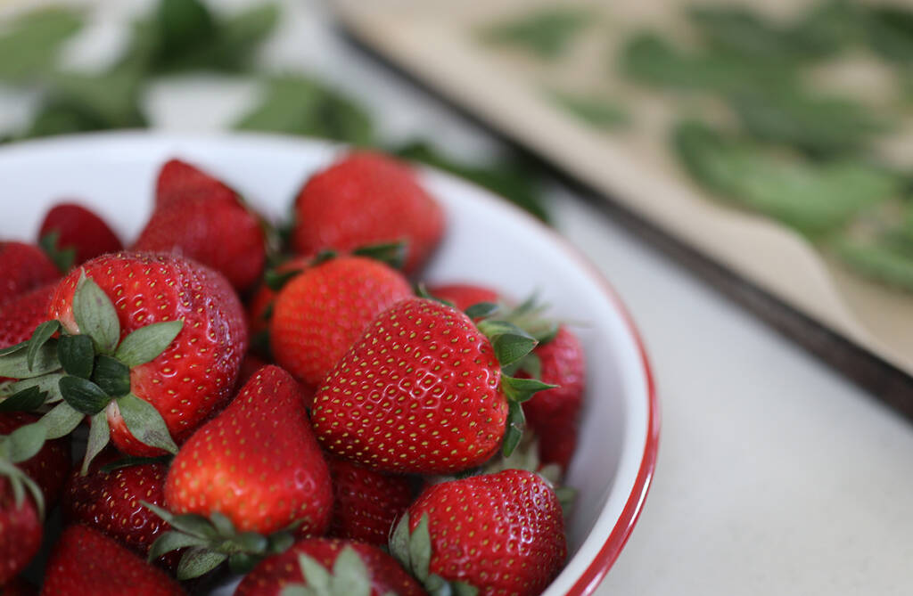 Bay Tree: The Evergreen Indoor Houseplant Grows Fresh Bay Leaves Year-Round