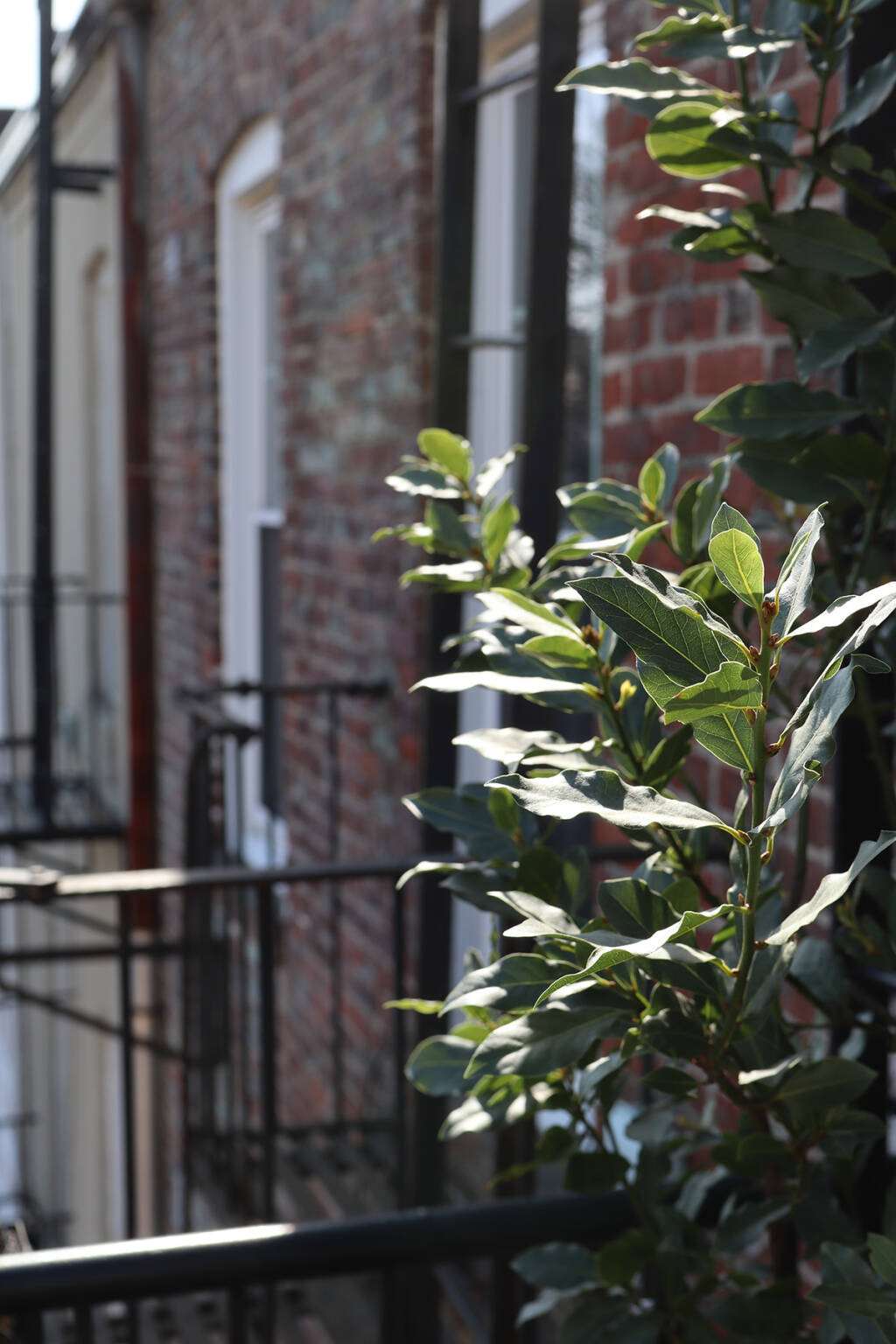 Bay Tree: The Evergreen Indoor Houseplant Grows Fresh Bay Leaves Year-Round