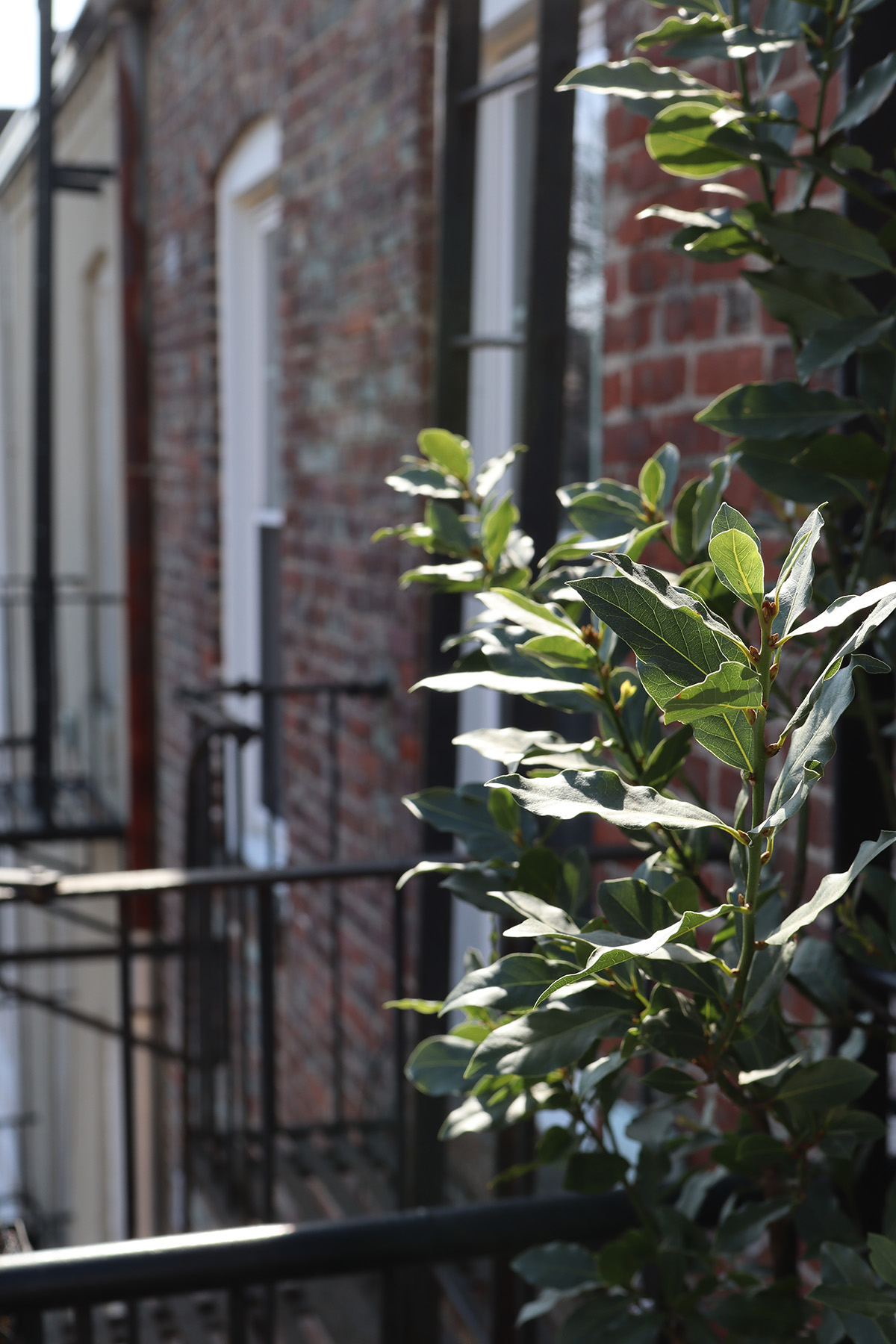 Bay Tree: The Evergreen Indoor Houseplant Grows Fresh Bay Leaves Year-Round