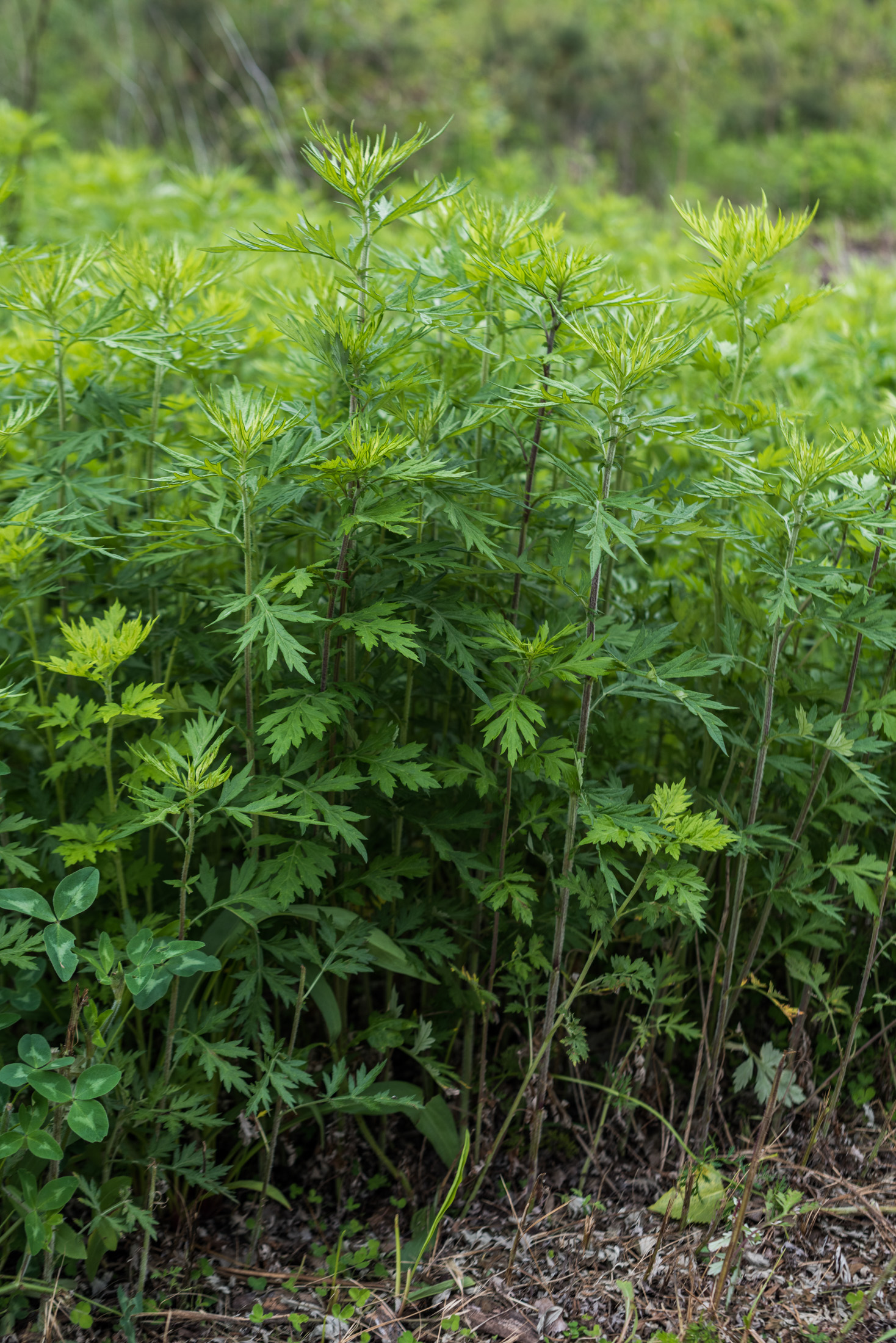 Mugwort's Medicinal Uses: Rethinking Artemesia's Status as a Weed