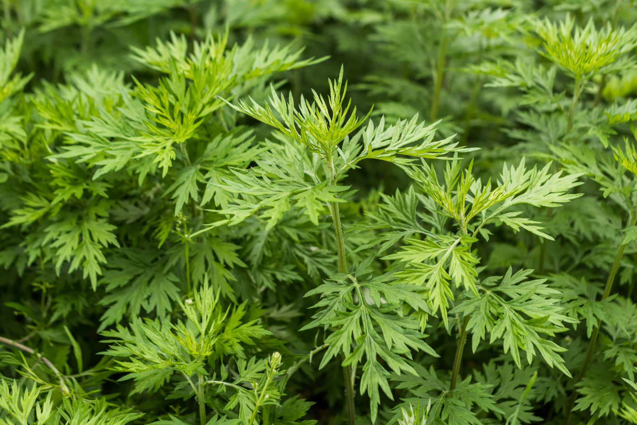 Mugwort's Medicinal Uses: Rethinking Artemesia's Status as a Weed