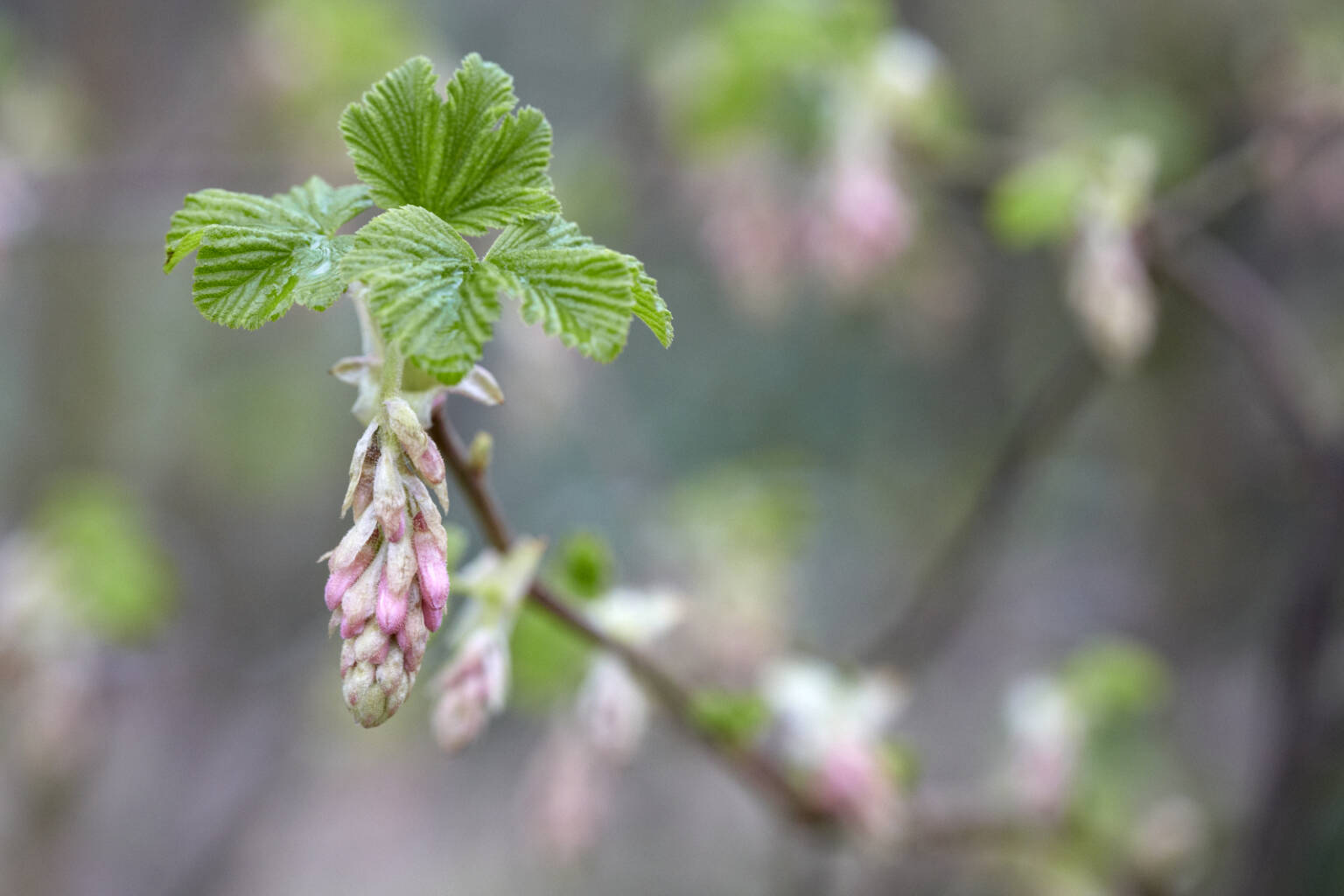Flowering Currant: How to Grow Ribes Sanguineum