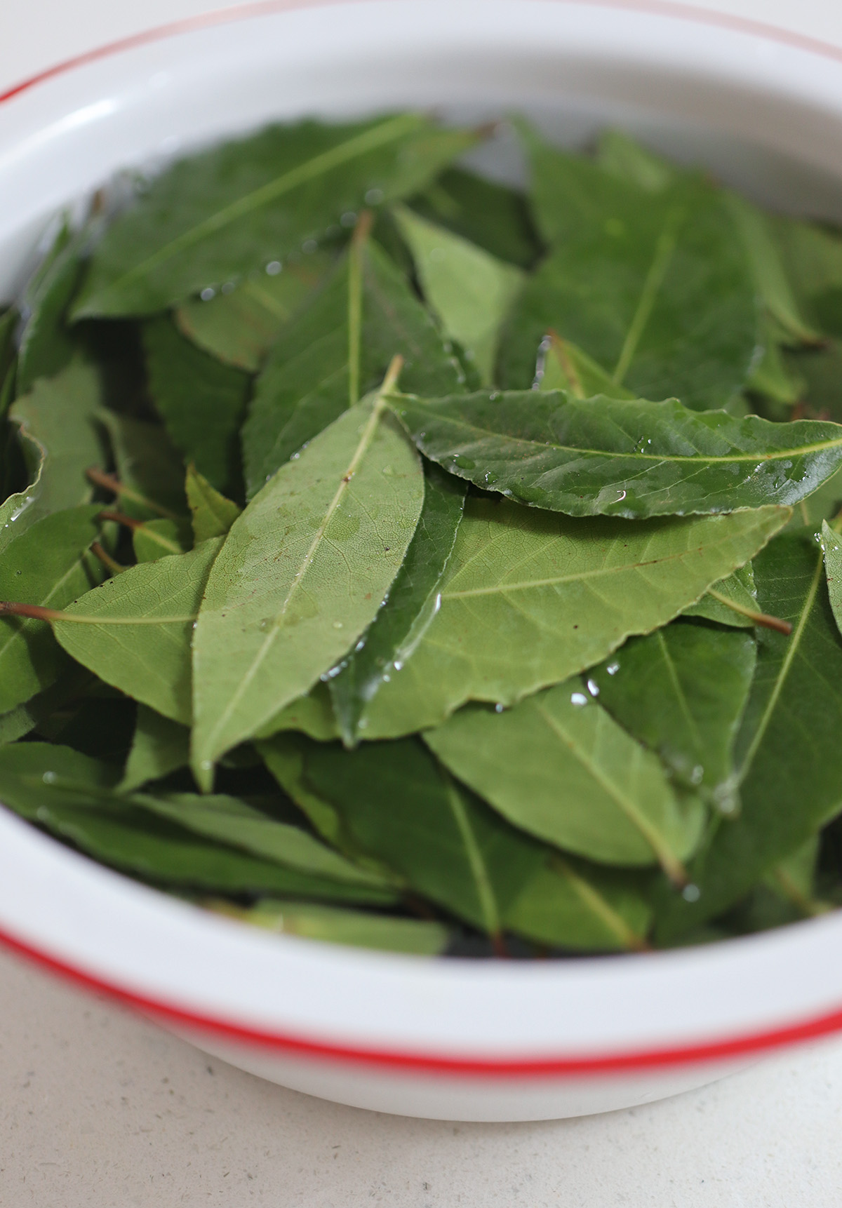 Bay Tree: The Evergreen Indoor Houseplant Grows Fresh Bay Leaves Year-Round