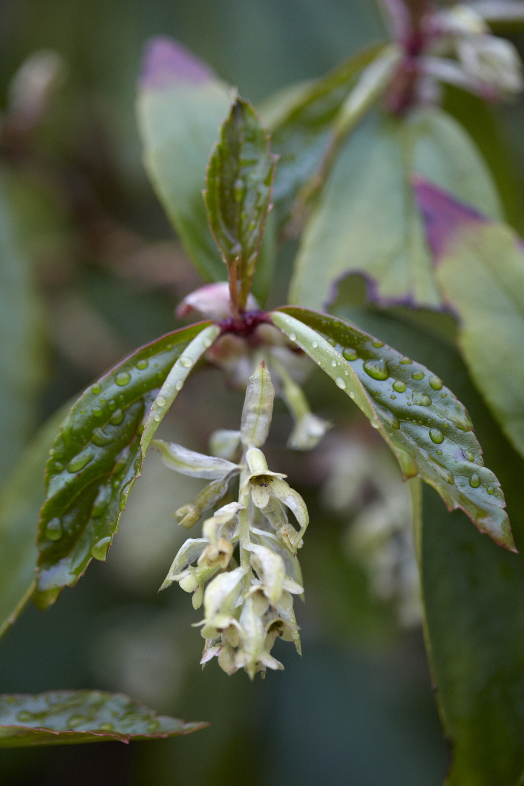 Flowering Currant: How to Grow Ribes Sanguineum