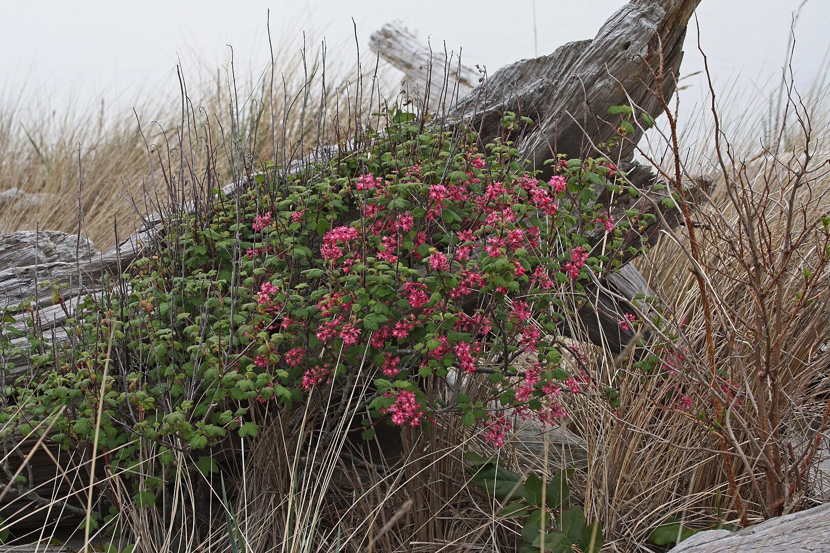 Flowering Currant: How to Grow Ribes Sanguineum