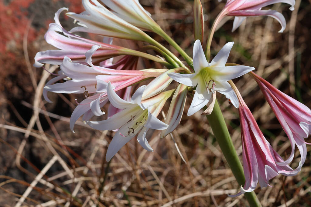 Brunsvigia Lilies Bloom Three Weeks After Late Summer Rain in South Africa