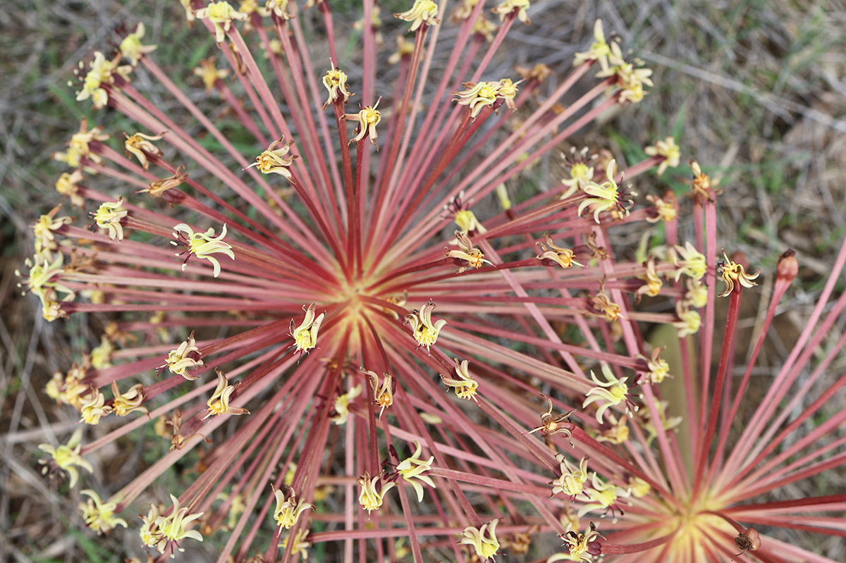 Brunsvigia Lilies Bloom Three Weeks After Late Summer Rain in South Africa