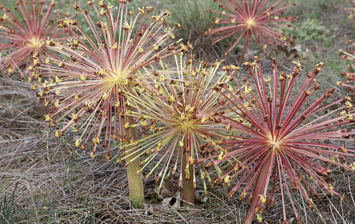 Brunsvigia Lilies Bloom Three Weeks After Late Summer Rain in South Africa
