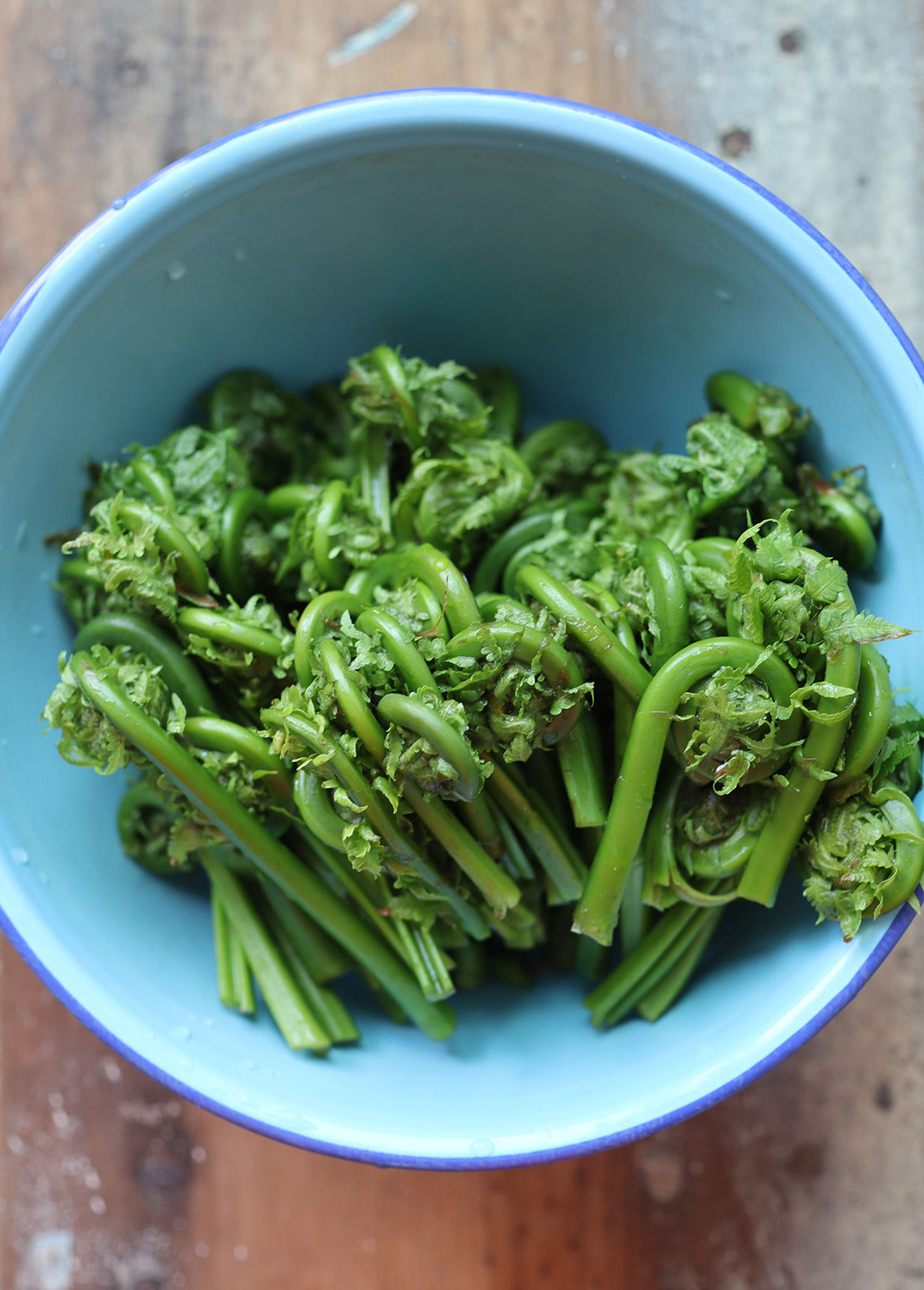 Ostrich Ferns Make Edible Fiddlheads: Grow Your Own