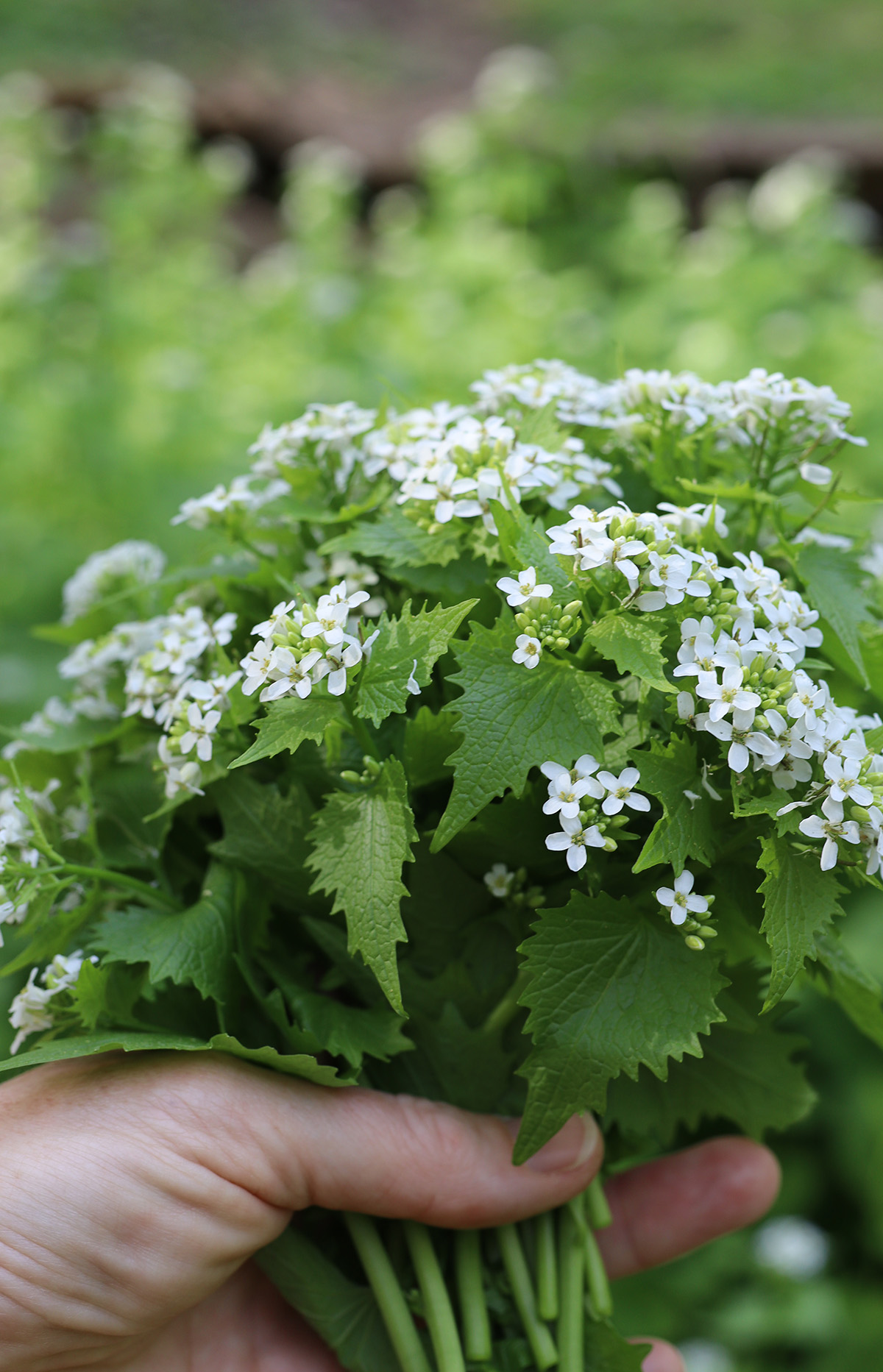 Feral Goddess Dressing: Rewilding a California Classic - Gardenista