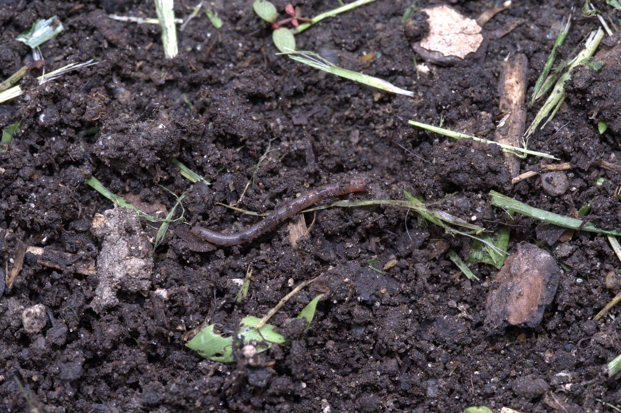 A New Invasive Species? Here's What You Need to Know About Jumping ...