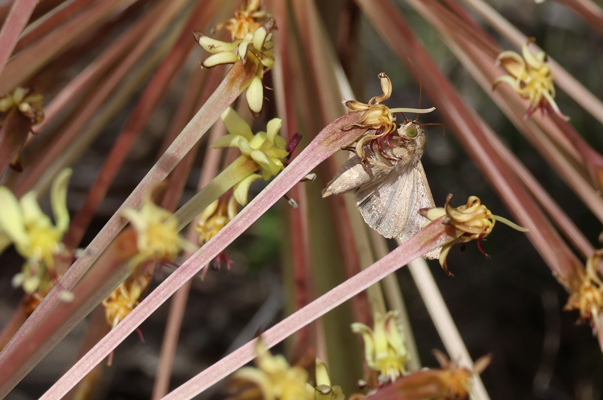 Brunsvigia Lilies Bloom Three Weeks After Late Summer Rain in South Africa