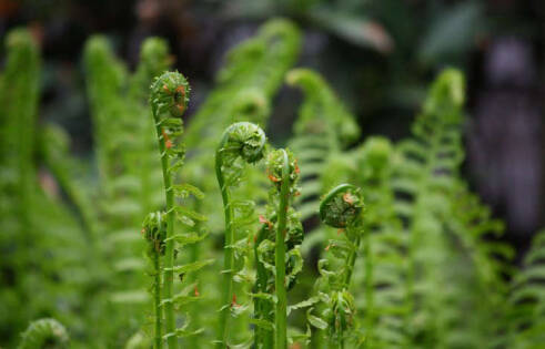 Ostrich Ferns Make Edible Fiddlheads: Grow Your Own