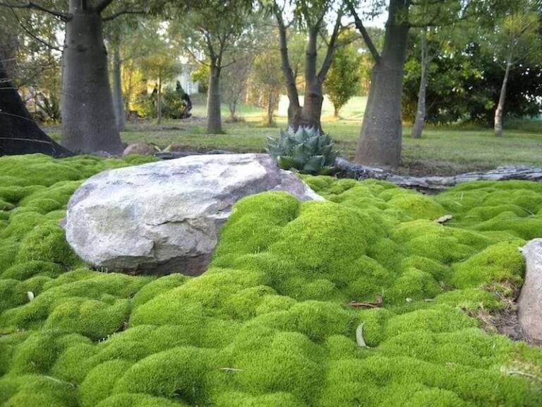 Australian Astroturf: How to Grow and Care for Scleranthus Biflorus