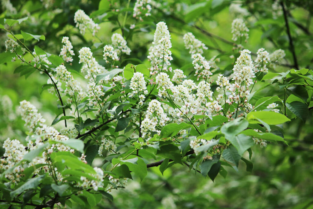 Trees With White Flowers: Our Favorite Blooming Trees