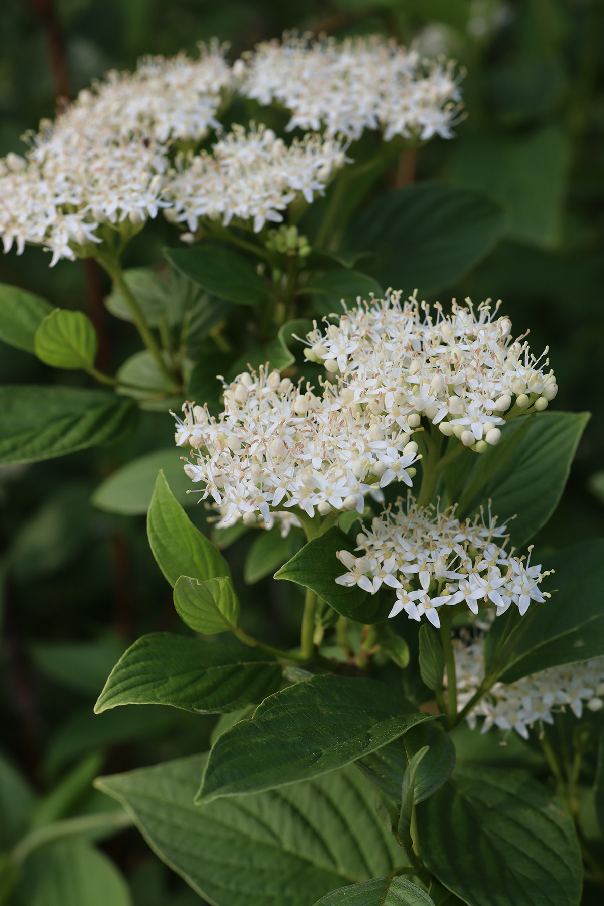 Trees With White Flowers: Our Favorite Blooming Trees