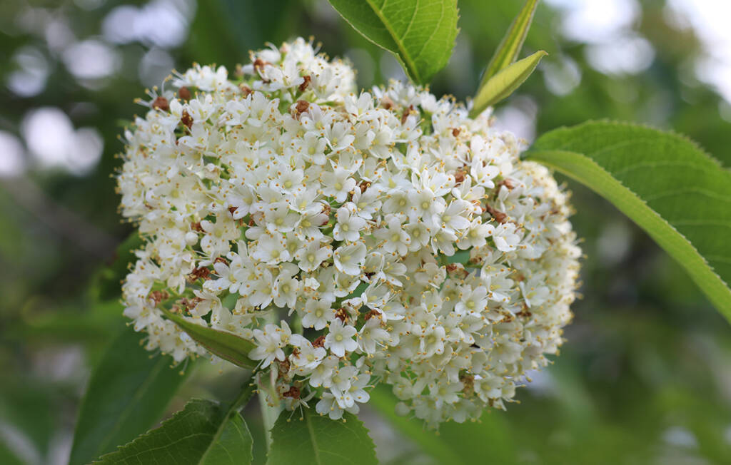 Trees With White Flowers: Our Favorite Blooming Trees