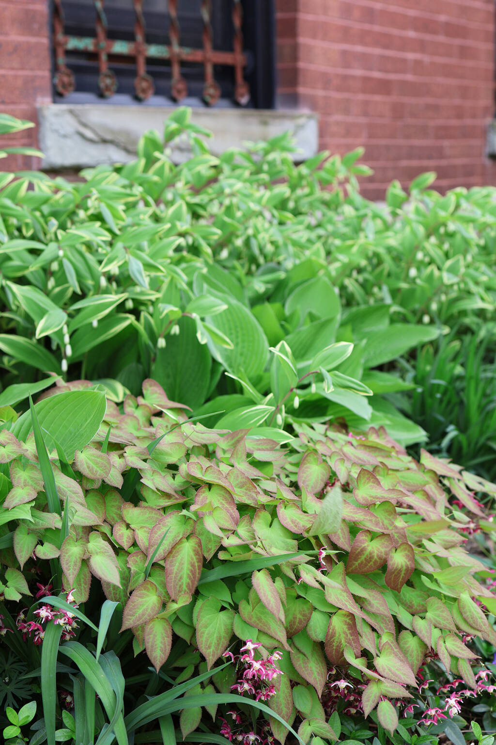 Epimedium: How to Grow the Shade-Tolerant Groundcover
