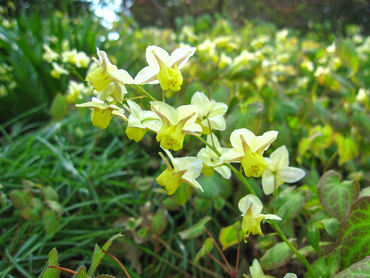 Epimedium: How to Grow the Shade-Tolerant Groundcover
