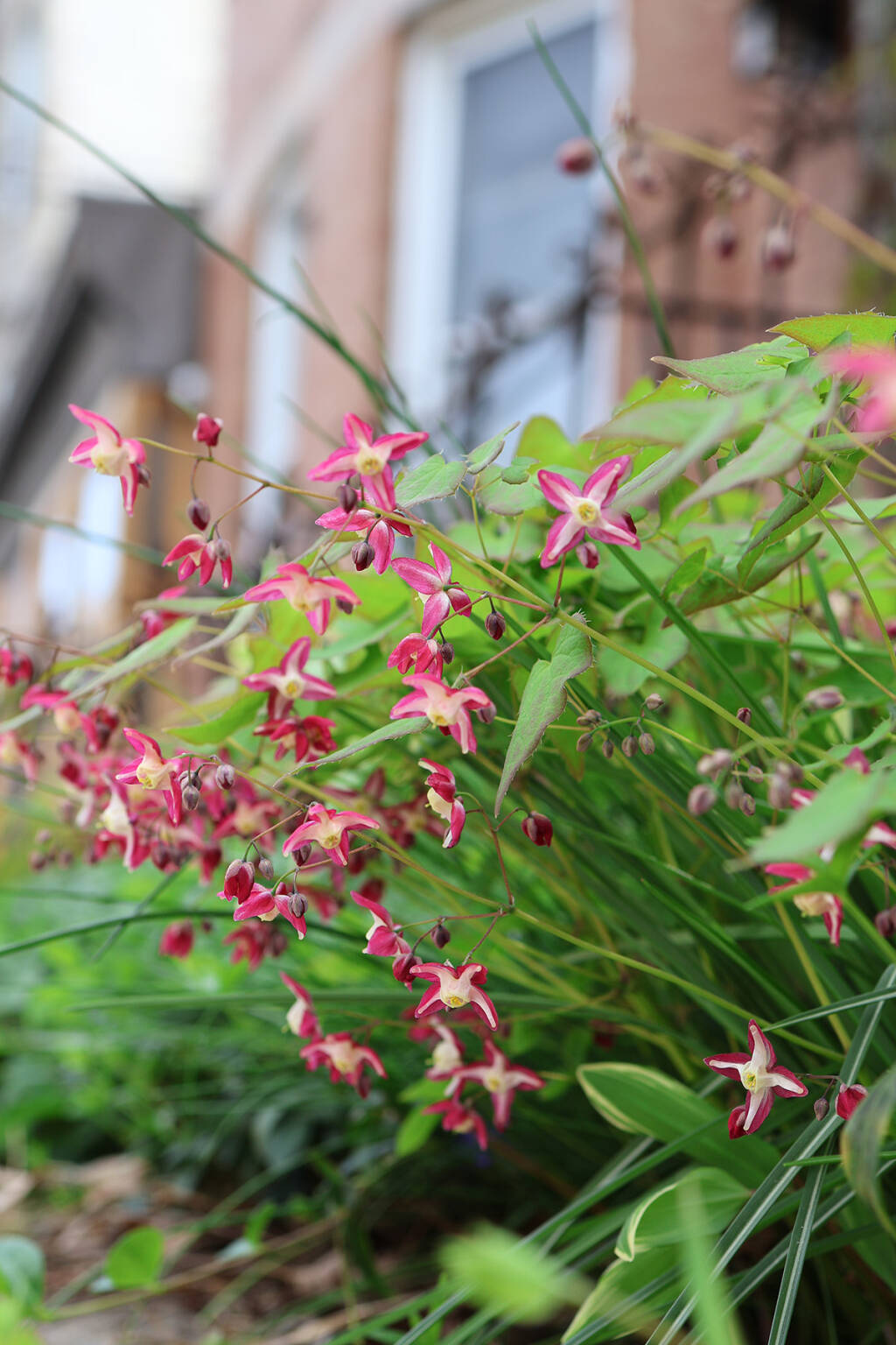 Epimedium: How to Grow the Shade-Tolerant Groundcover