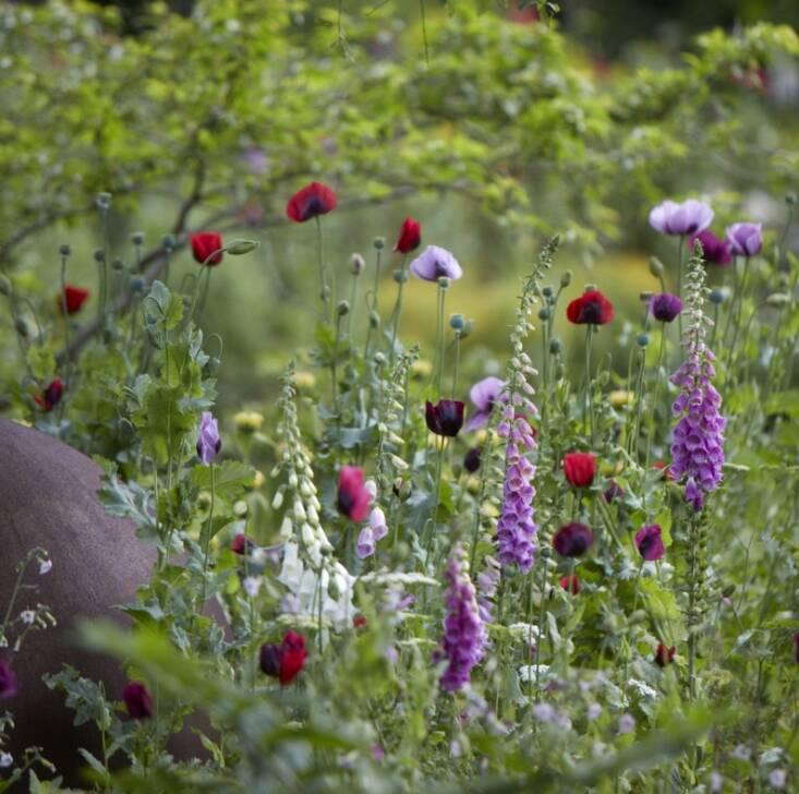 Gardening 101: Ruby Grass - Gardenista